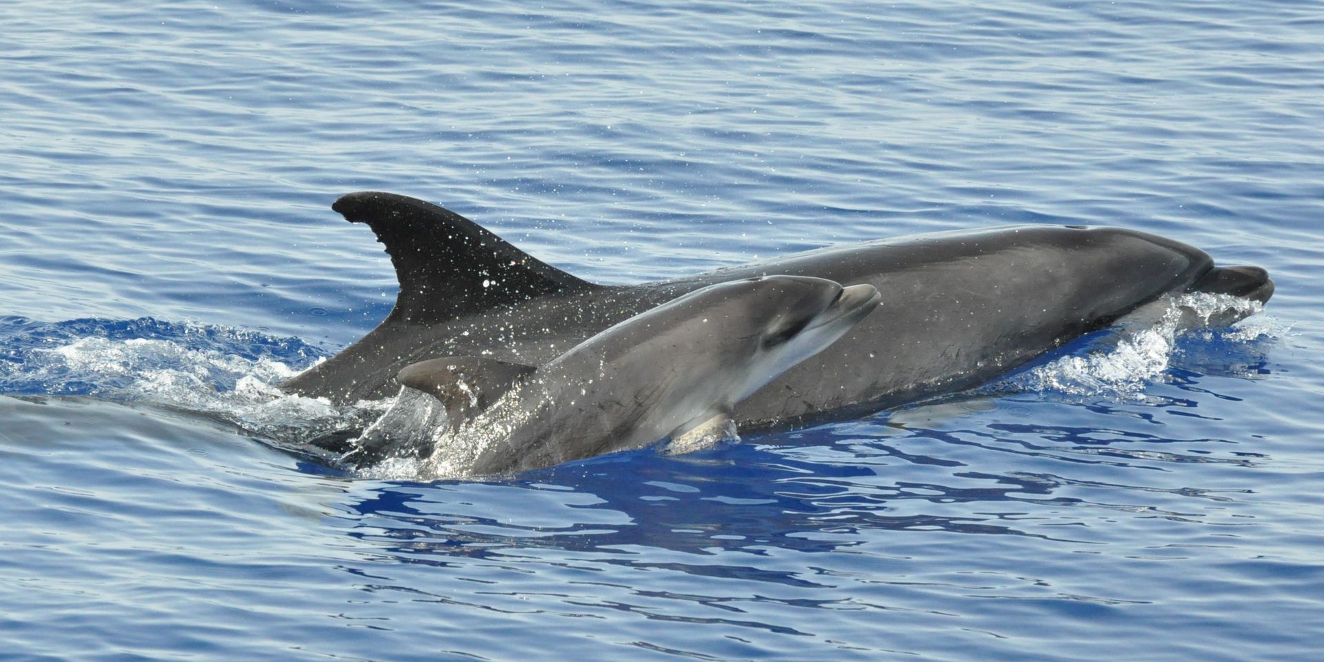 Best Season and Time for Whale Watching in Madeira