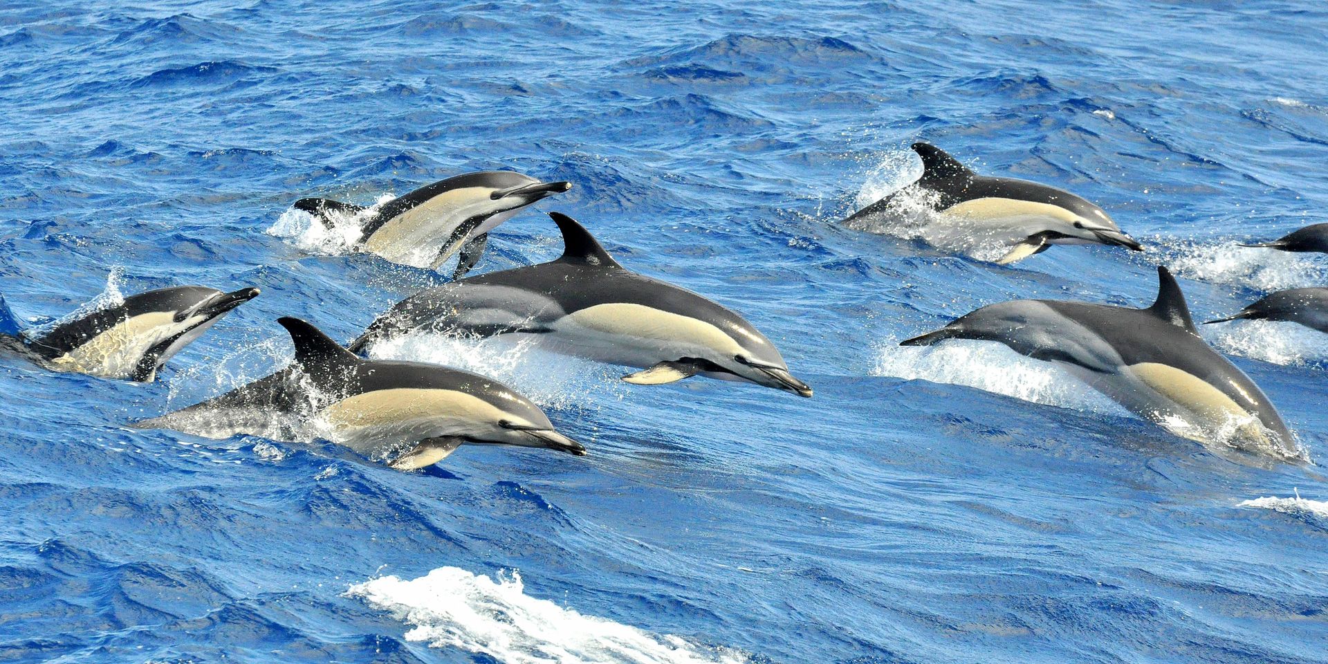 Beste Zeiten für Wal- und Delfinbeobachtungen auf Madeira