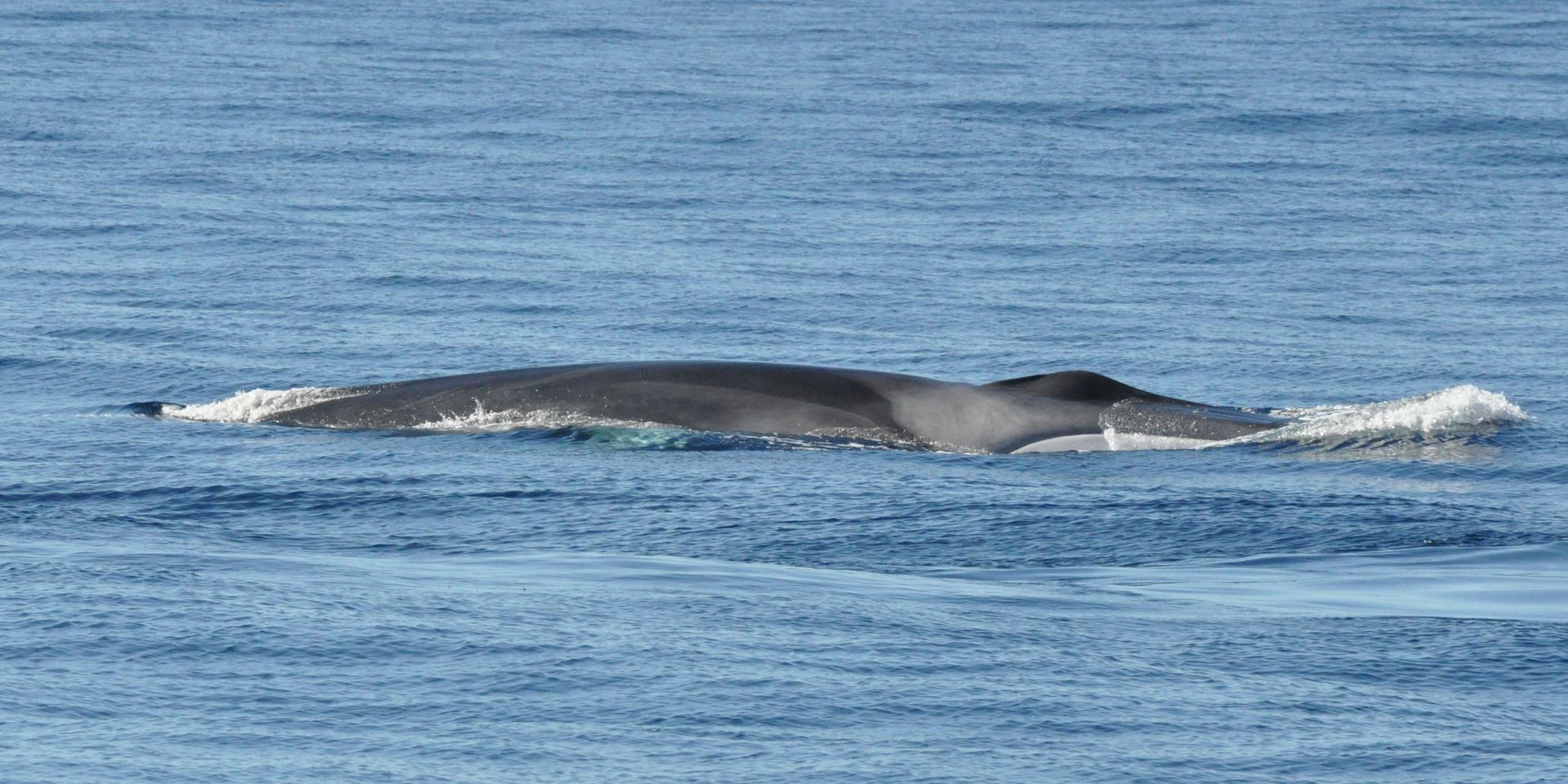 Beste Zeiten für Wal- und Delfinbeobachtungen auf Madeira