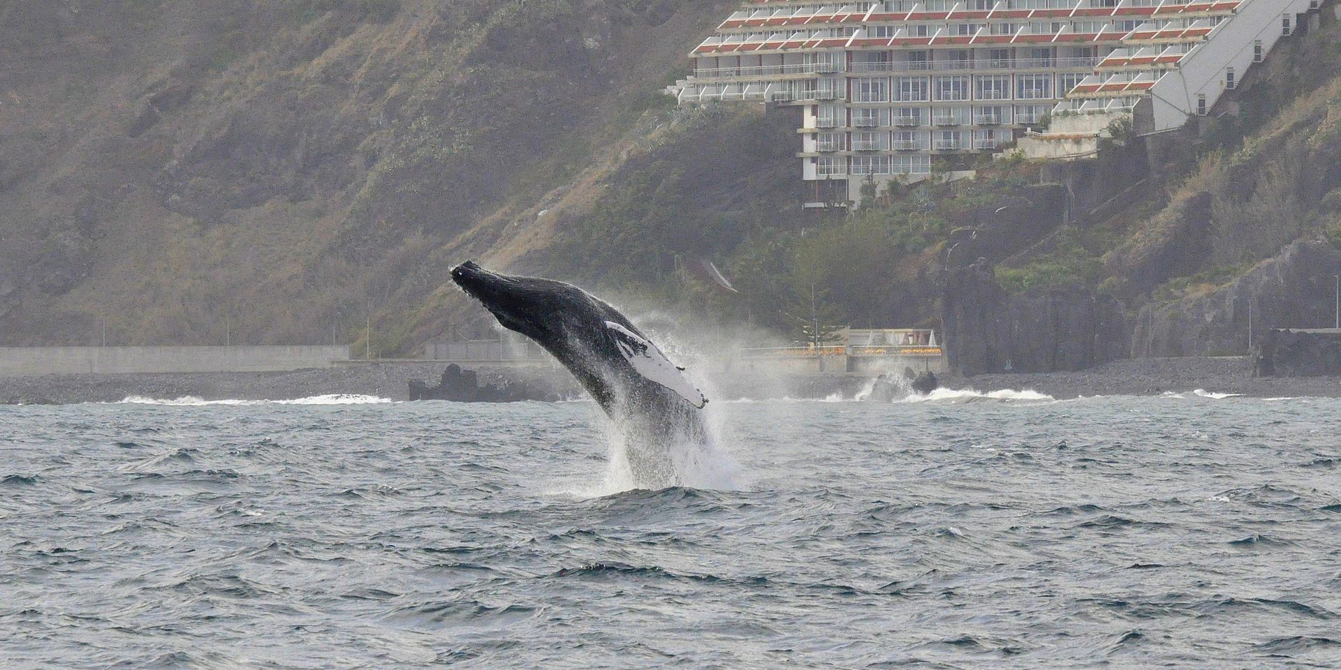 Beste Zeiten für Wal- und Delfinbeobachtungen auf Madeira