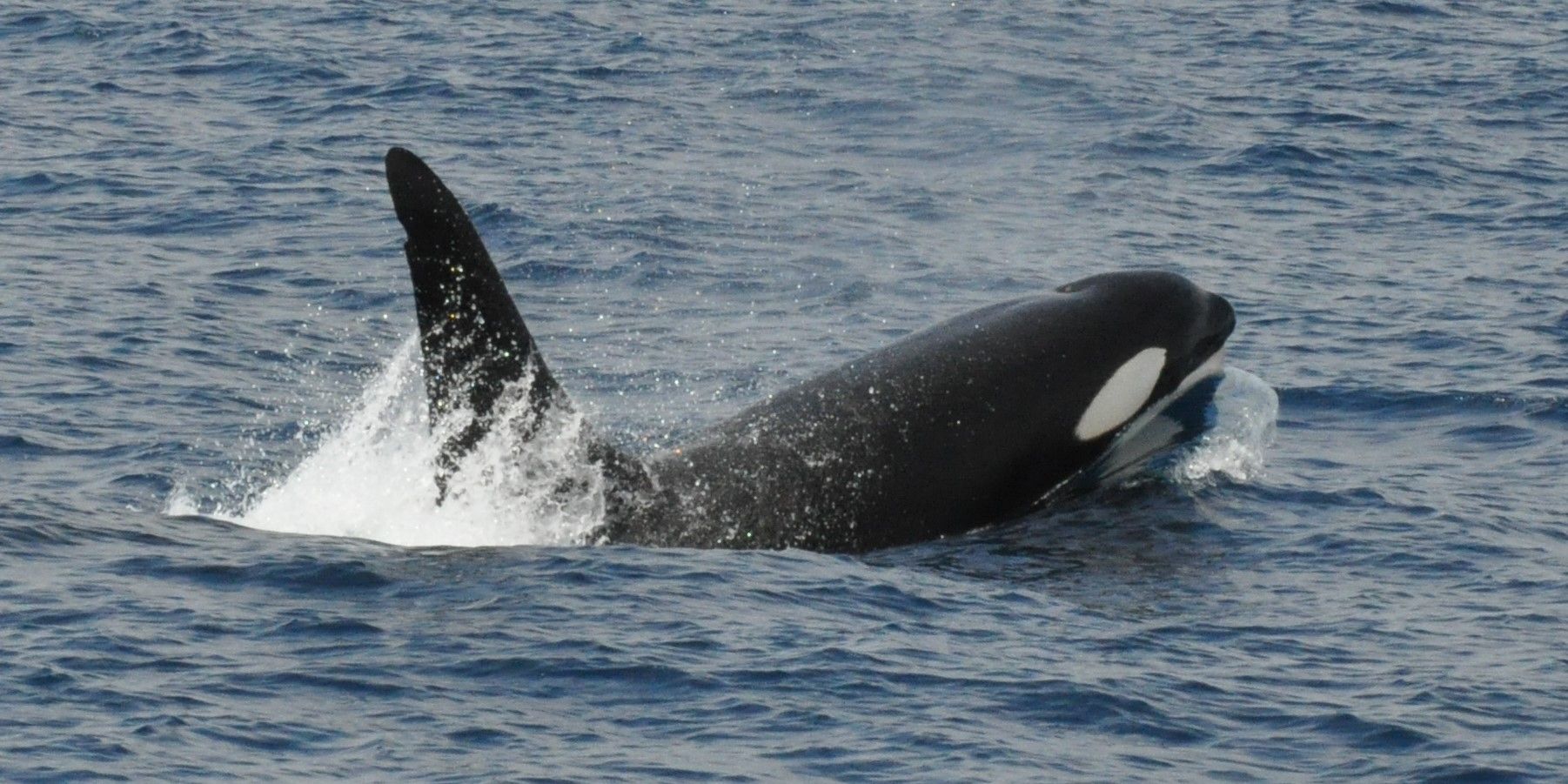 Best Season and Time for Whale Watching in Madeira