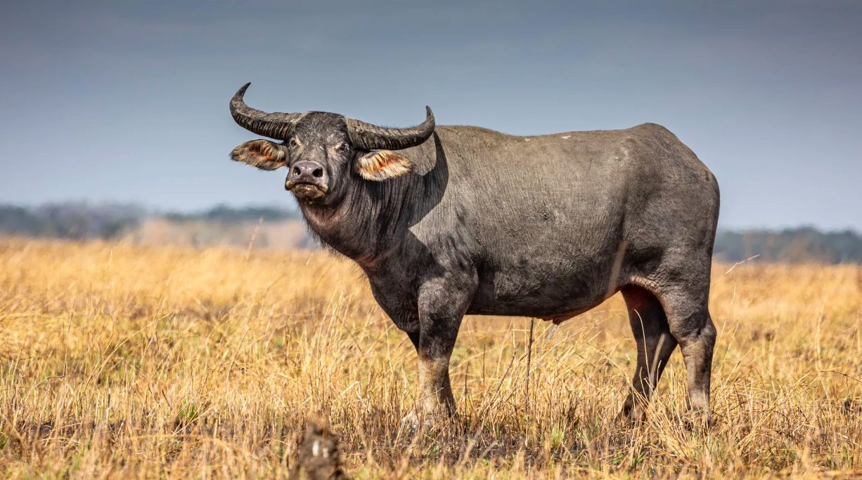 Darwin - Adelaide River Transfers Gallery | The Croc Bus