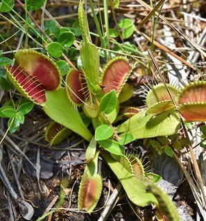 State of the Wetlands