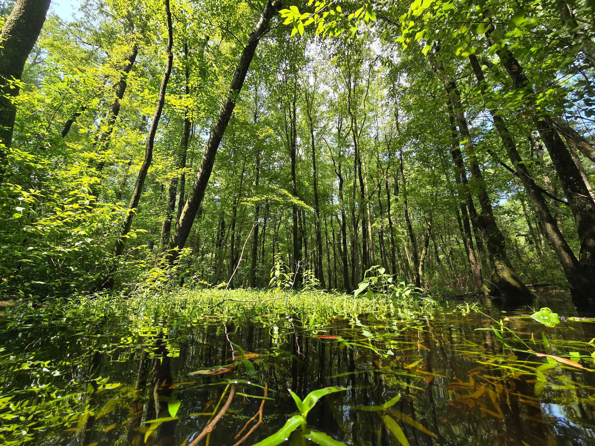 Lumbee Wetland Restoration