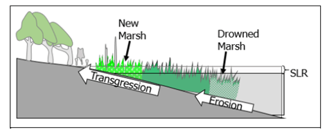 Wetlands and Climate Change