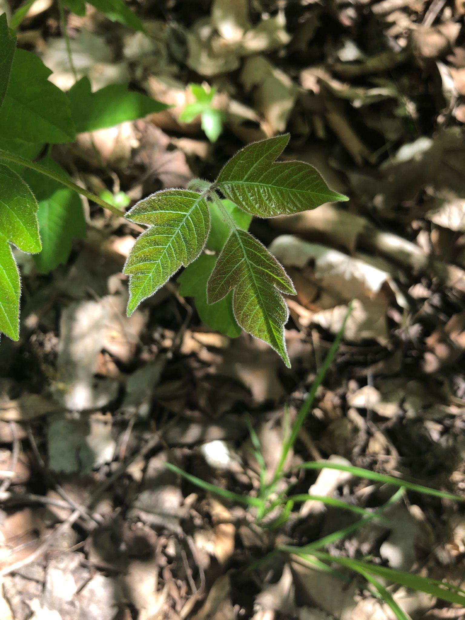 Plant of the Month: Poison ivy