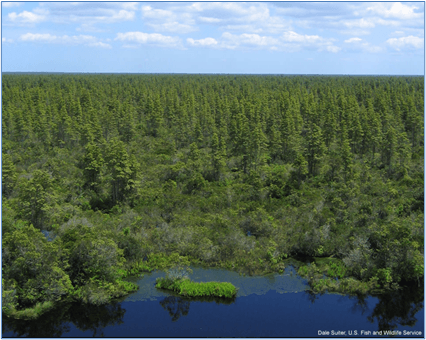 Case Study: Pocosin Lakes Restoration