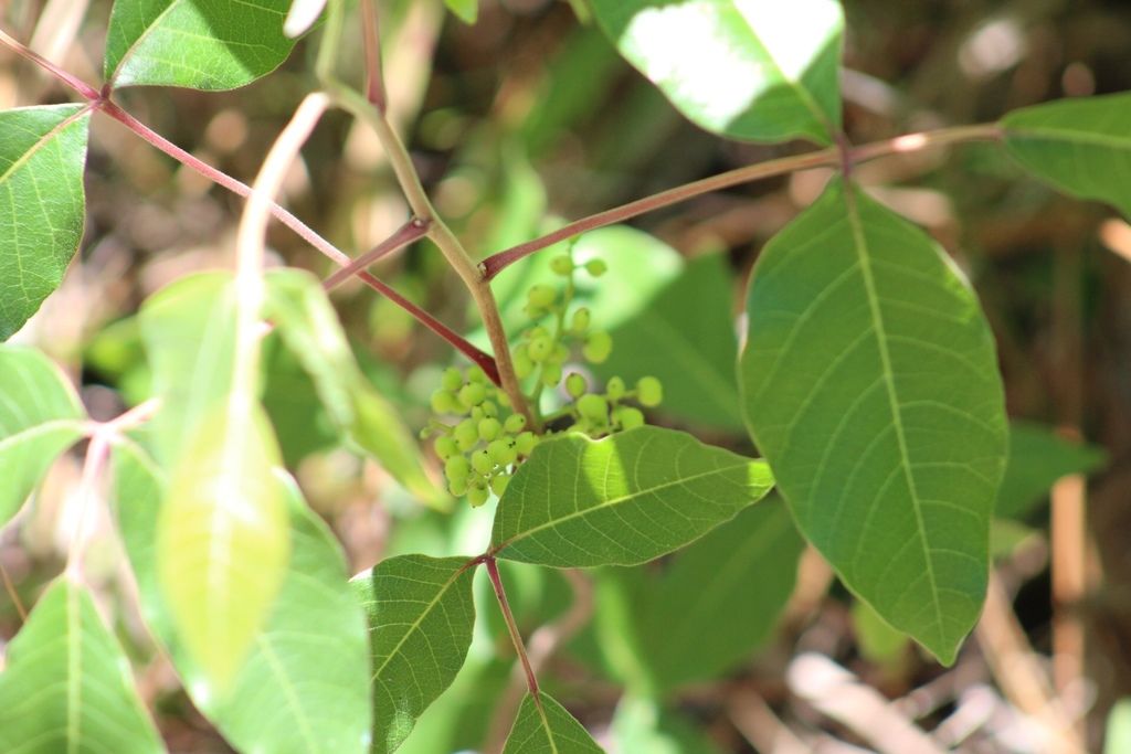Plant of the Month: Poison ivy