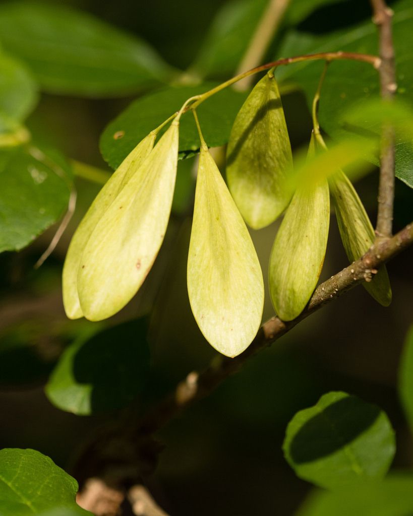 Plant of the Month: Green ash
