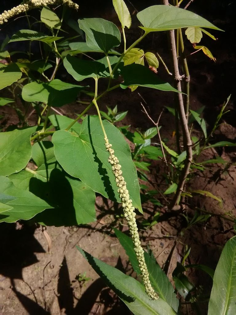Plant of the Month: Lizard's tail