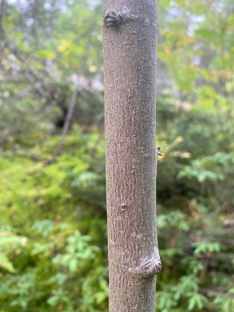 Plant of the Month: Red maple