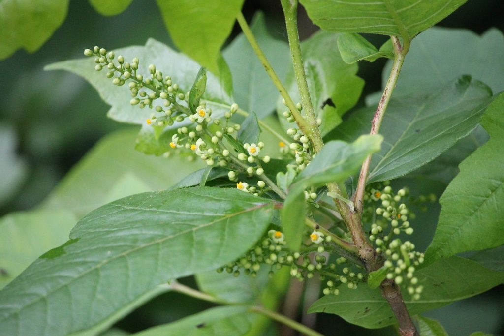 Plant of the Month: Poison ivy