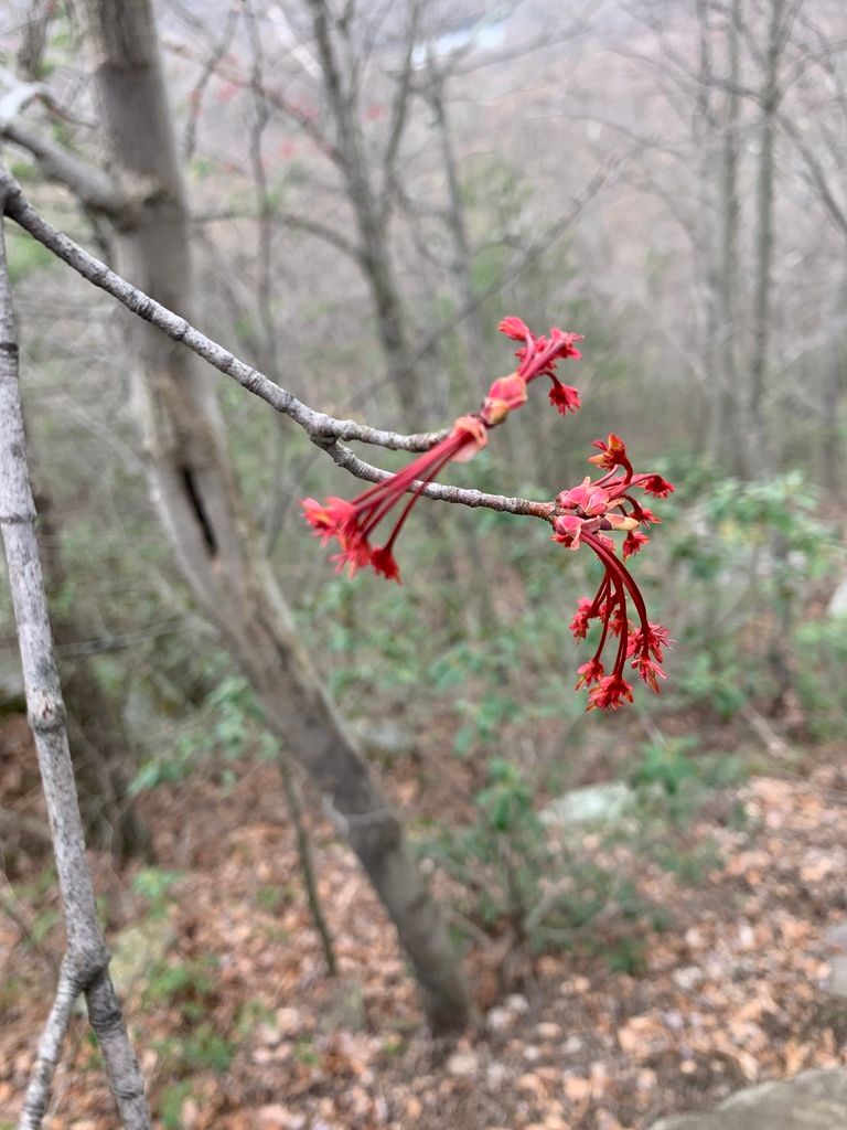 Plant of the Month: Red maple