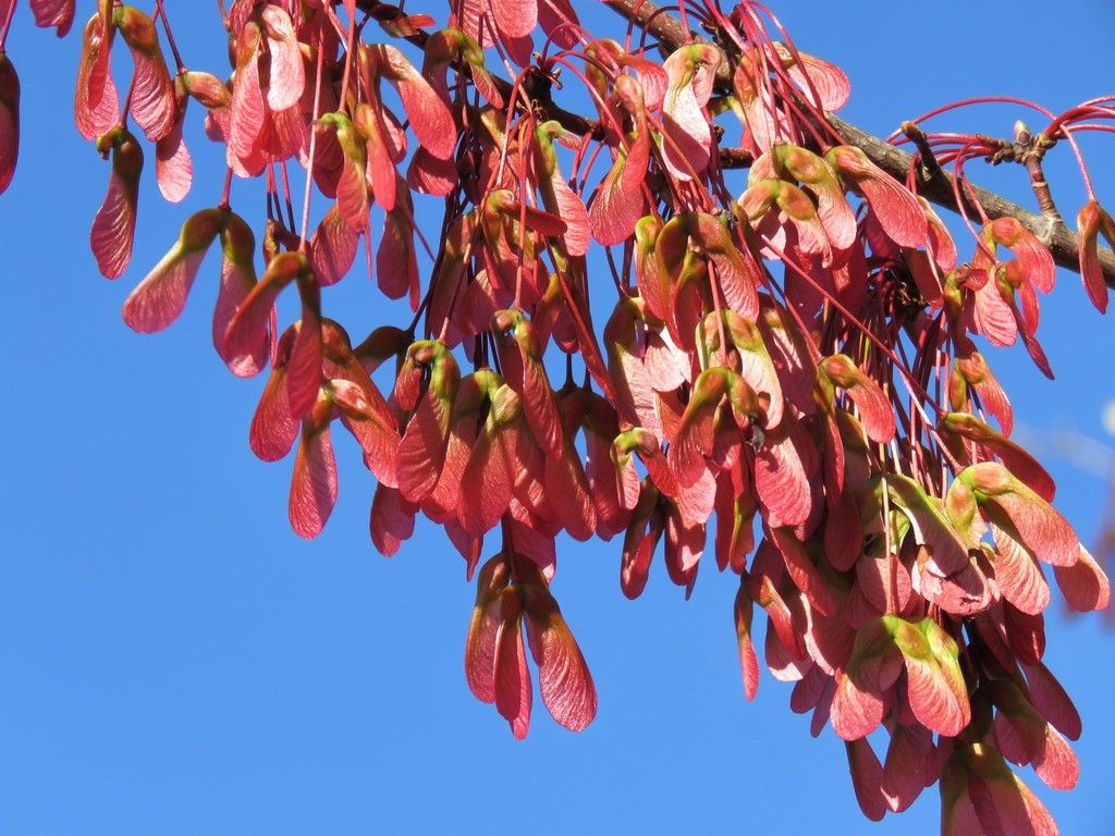 Plant of the Month: Red maple
