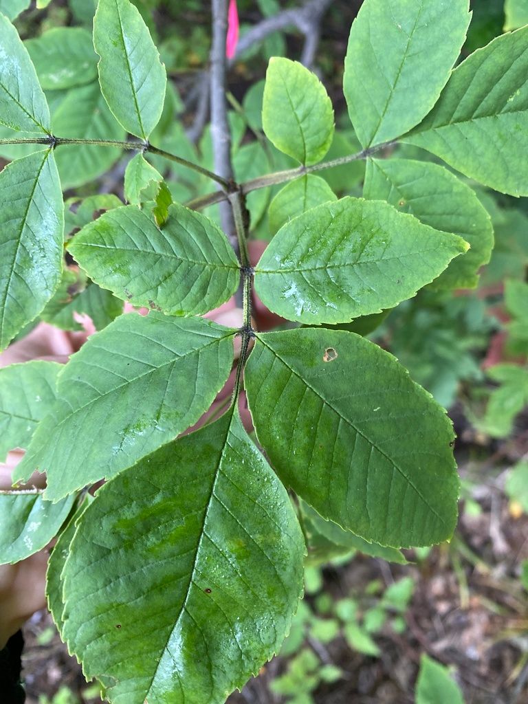 Plant of the Month: Green ash