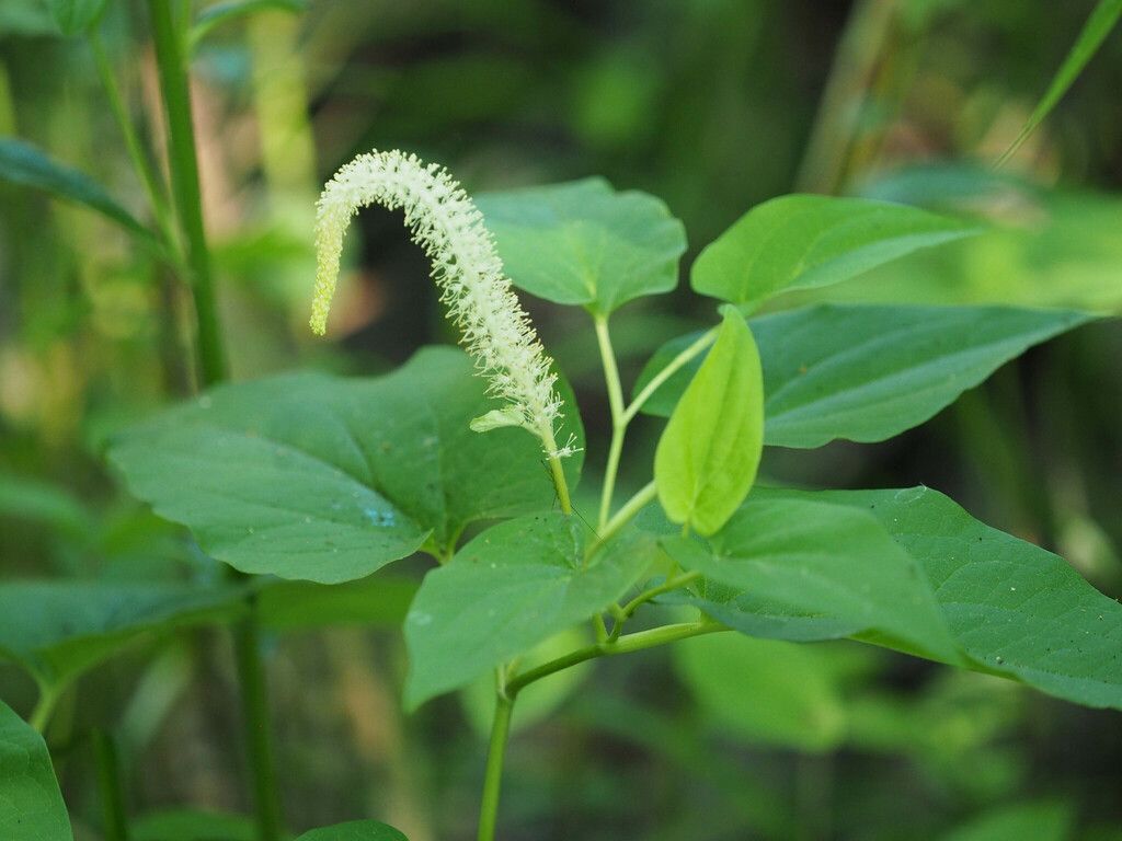 Plant of the Month: Lizard's tail