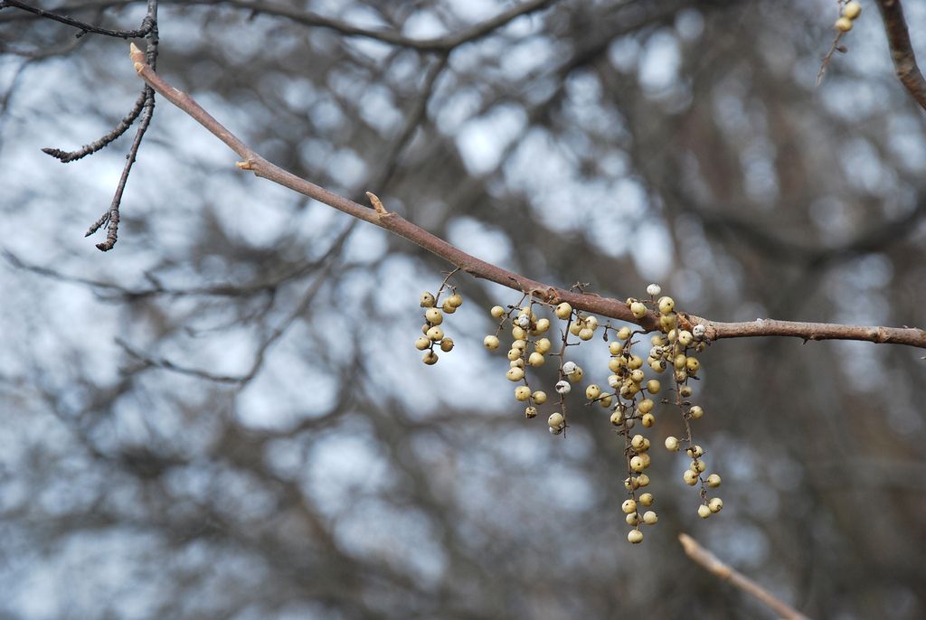 Plant of the Month: Poison ivy