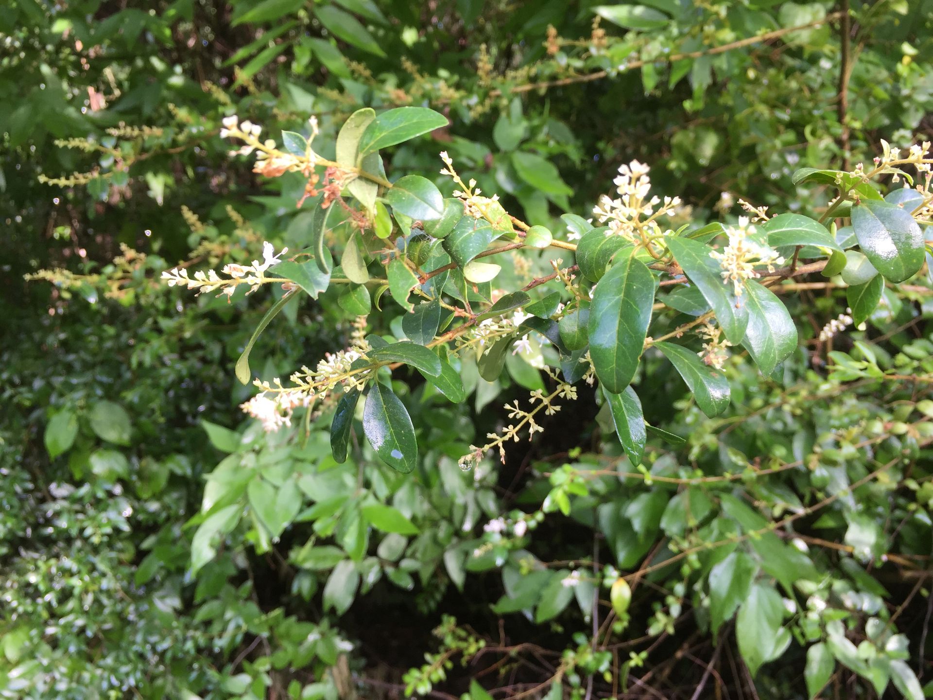 Plant of the Month Invasion: Stiltgrass, honeysuckle, privet, oh my!