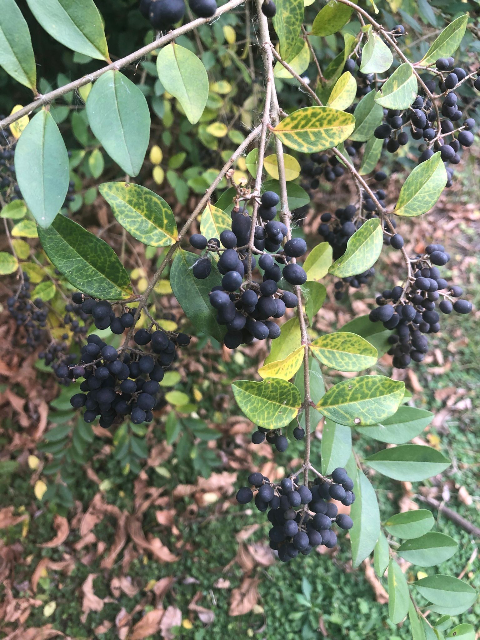 Plant of the Month Invasion: Stiltgrass, honeysuckle, privet, oh my!