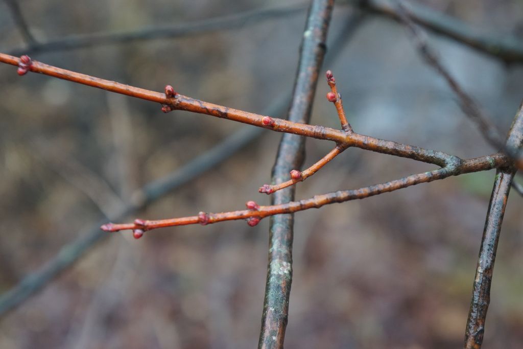 Plant of the Month: Red maple