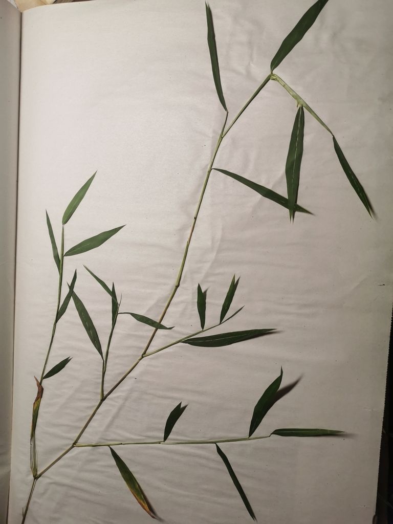 Plant of the Month Invasion: Stiltgrass, honeysuckle, privet, oh my!