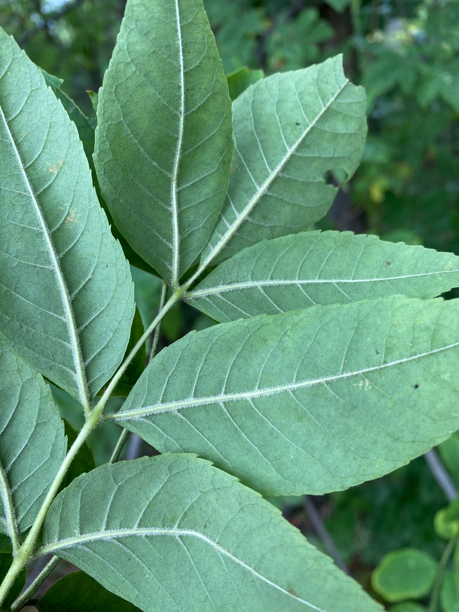 Plant of the Month: Green ash