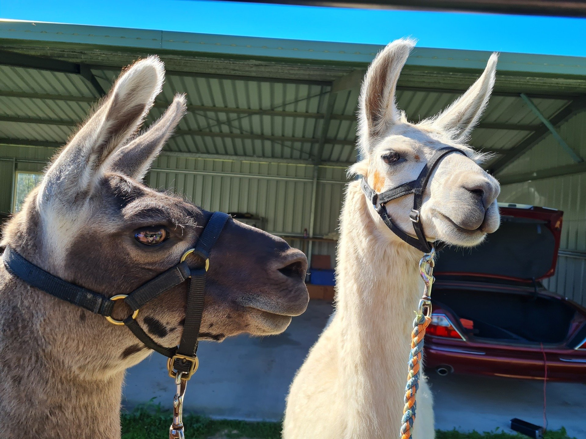 Llama walks | Ottaba | Ottaba Llama Walks