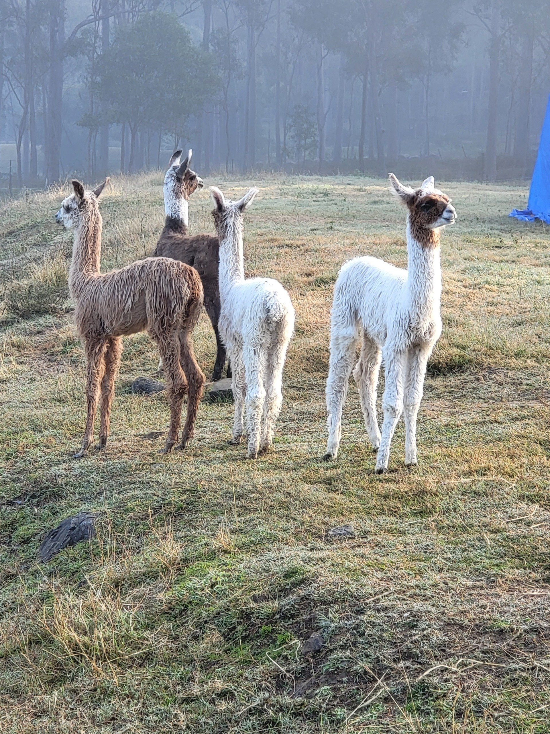 Llama walks | Ottaba | Ottaba Llama Walks