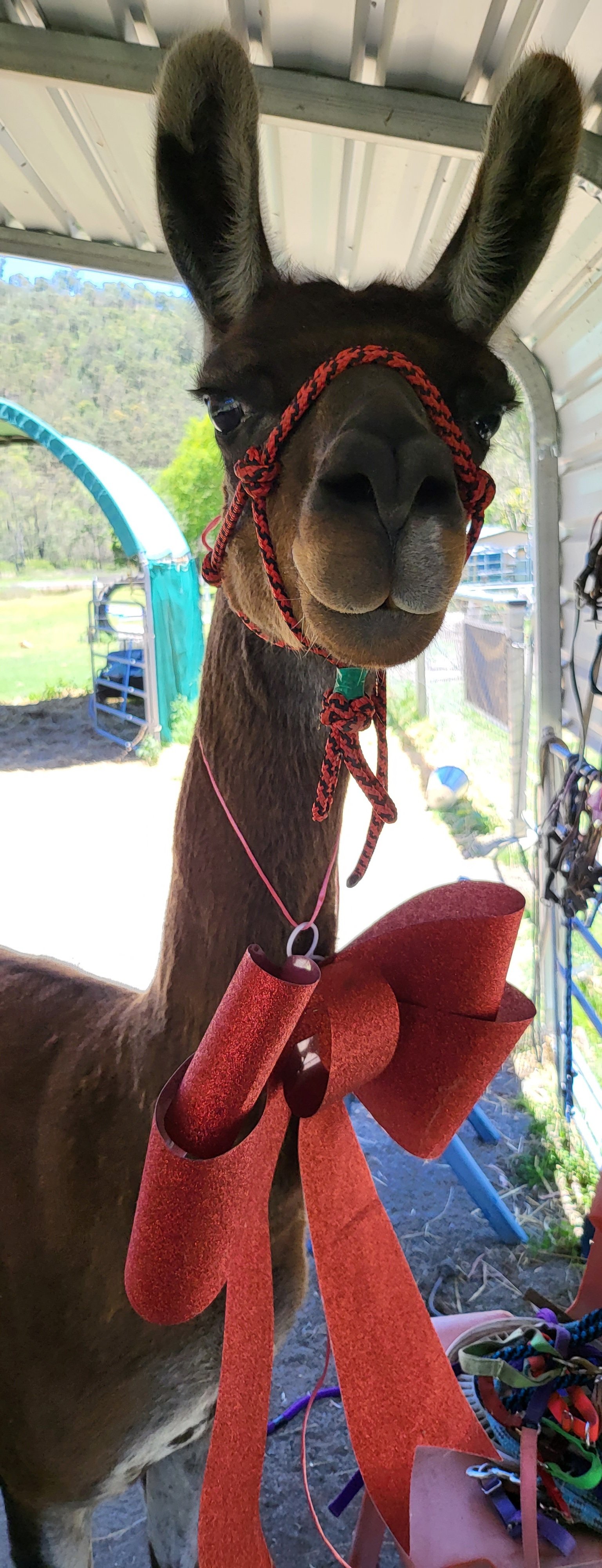 Llama walks | Ottaba | Ottaba Llama Walks