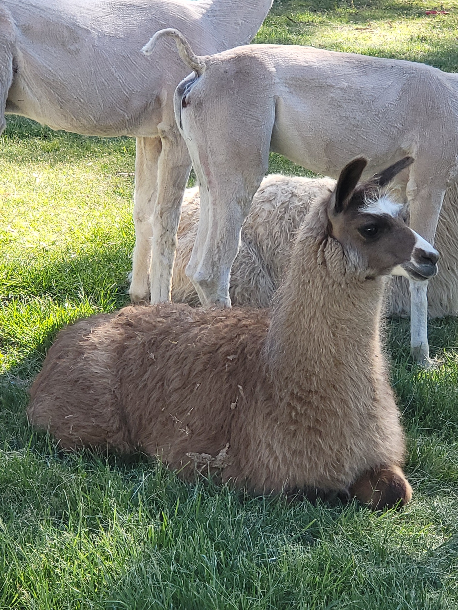 Llamas for sale | Ottaba | Ottaba Llama Walks
