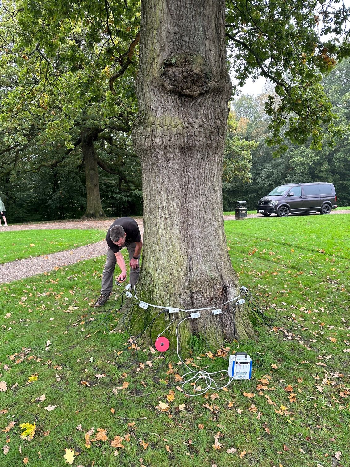 Case Studies | Arboricultural Projects | Urban Tree Management