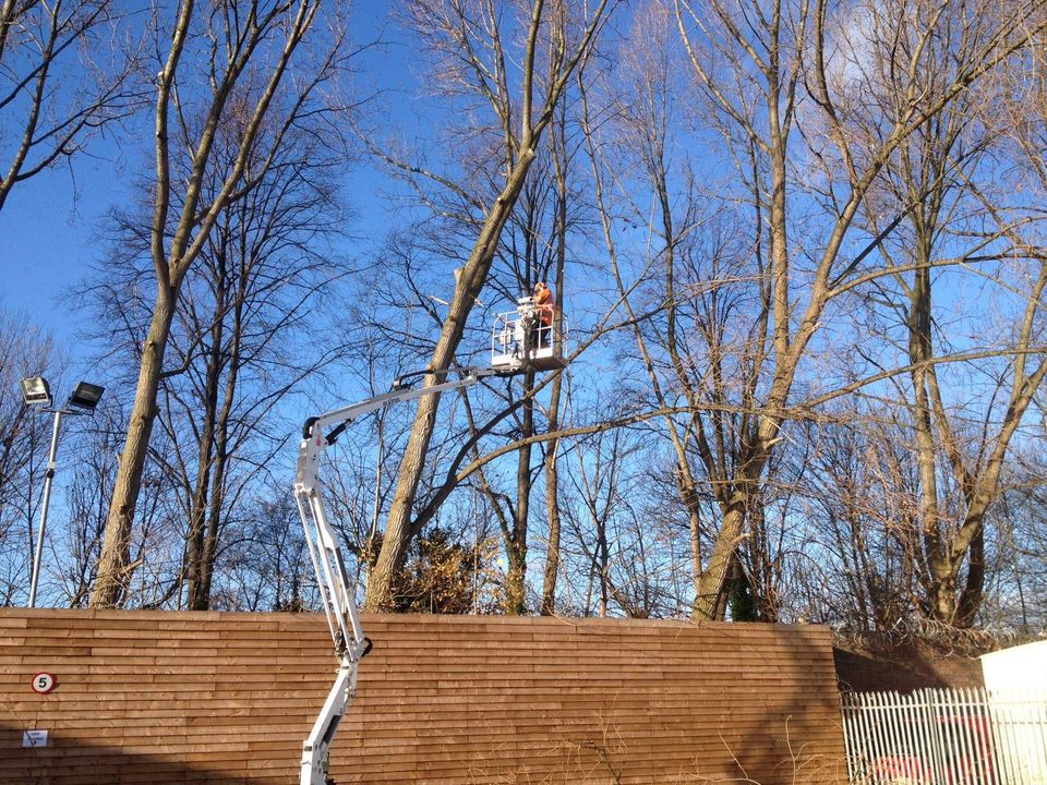 Tree Decay Detection | Advanced Tree Inspections