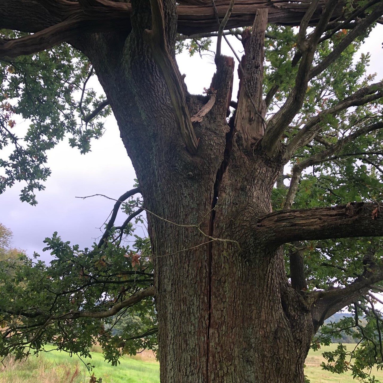 Urban Tree Management | Arboricultural Consultants