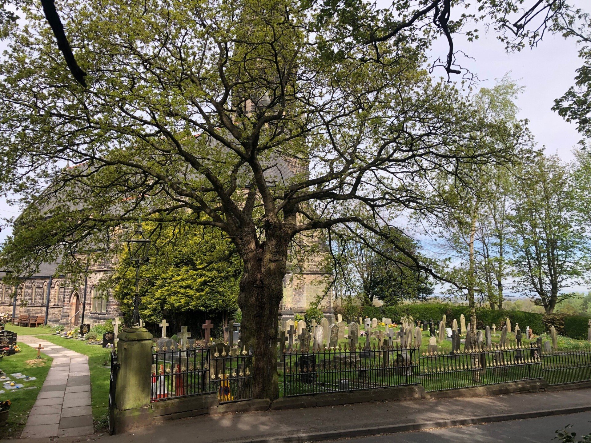 Urban Tree Management | Arboricultural Consultants