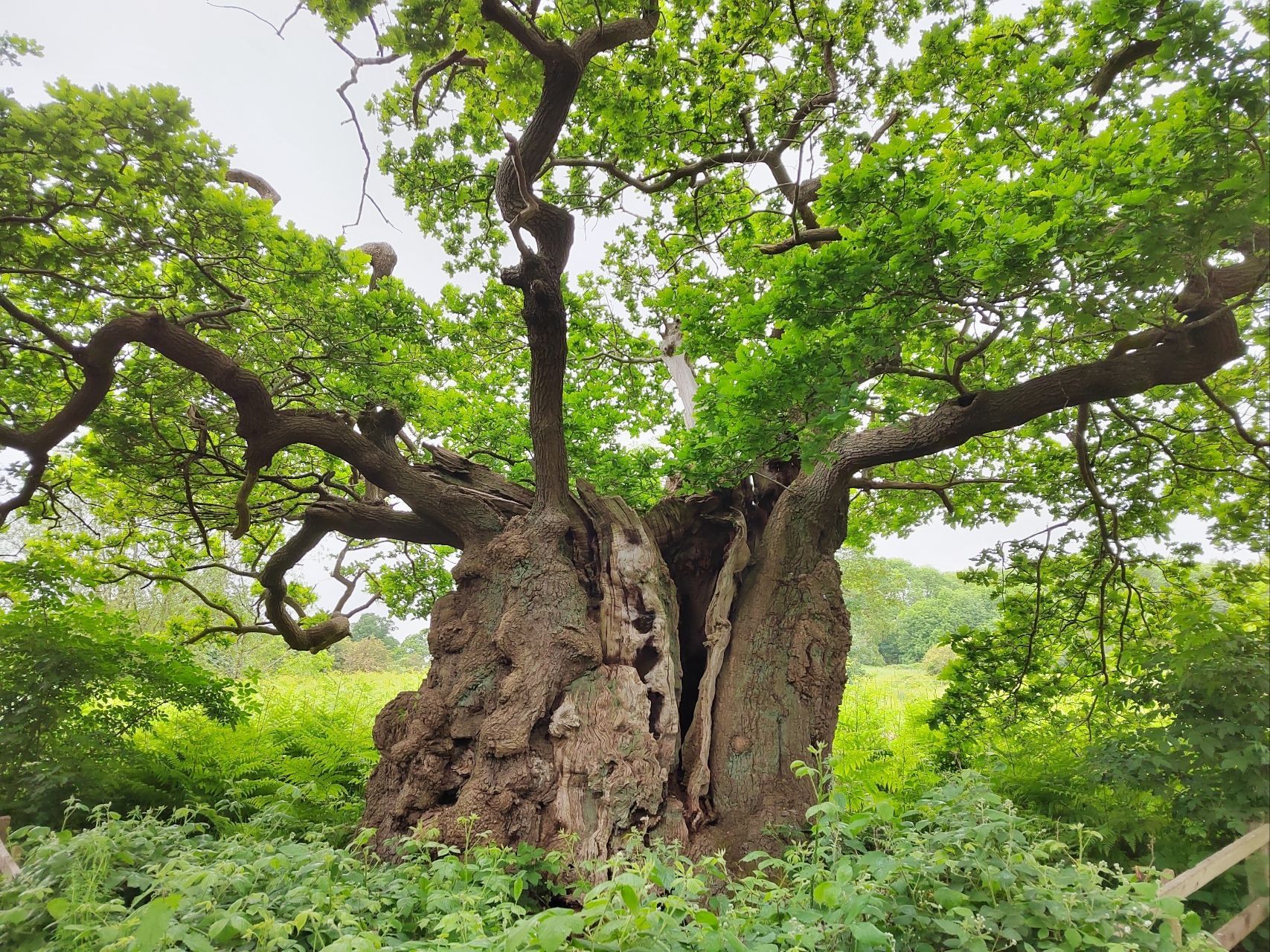 Urban Tree Management | Arboricultural Consultants