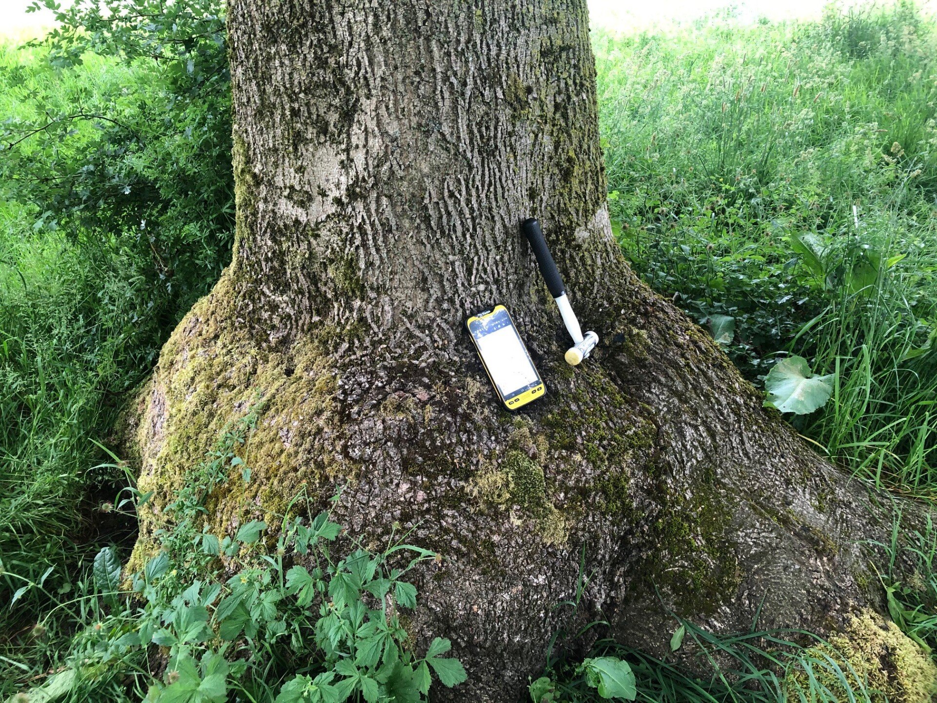 Signs of decay in trees | Urban Tree Management