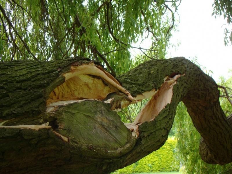 Signs of decay in trees | Urban Tree Management