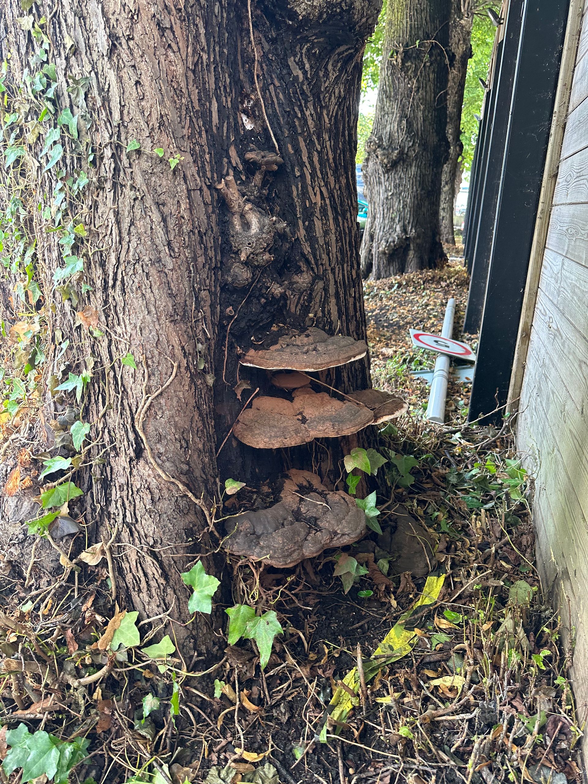 Tree Decay Detection | Advanced Tree Inspections