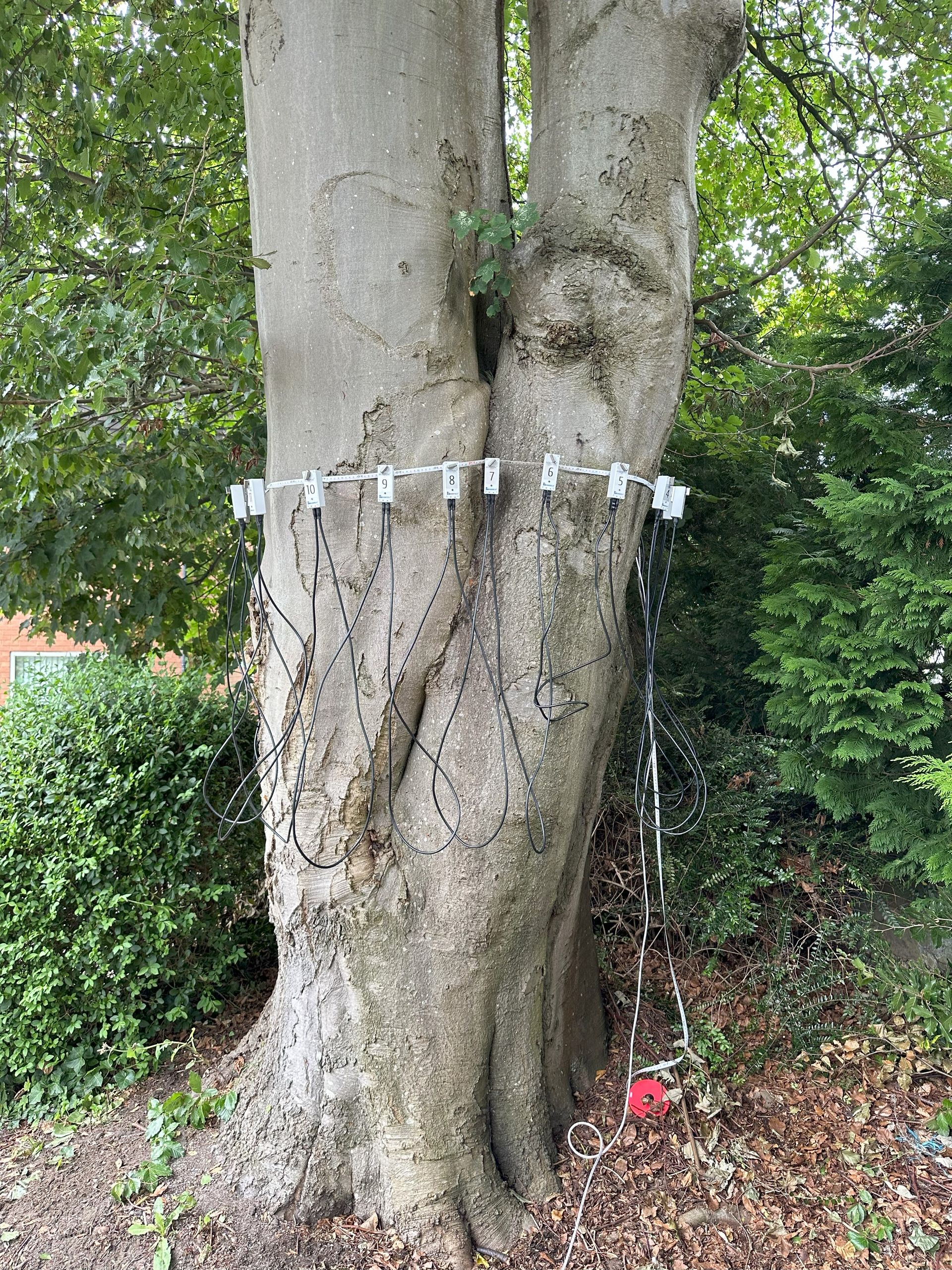 Signs of decay in trees | Urban Tree Management