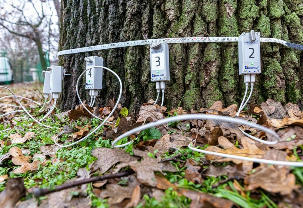 Tree Decay Detection | Advanced Tree Inspections