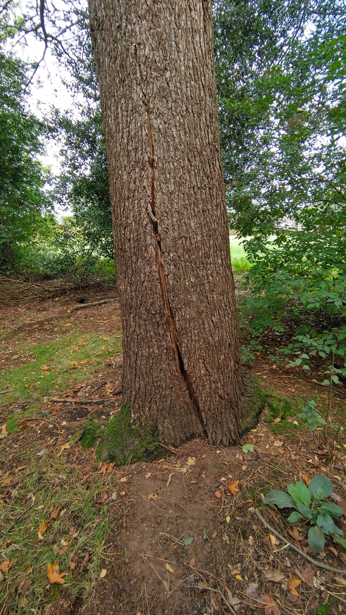 Signs of decay in trees | Urban Tree Management