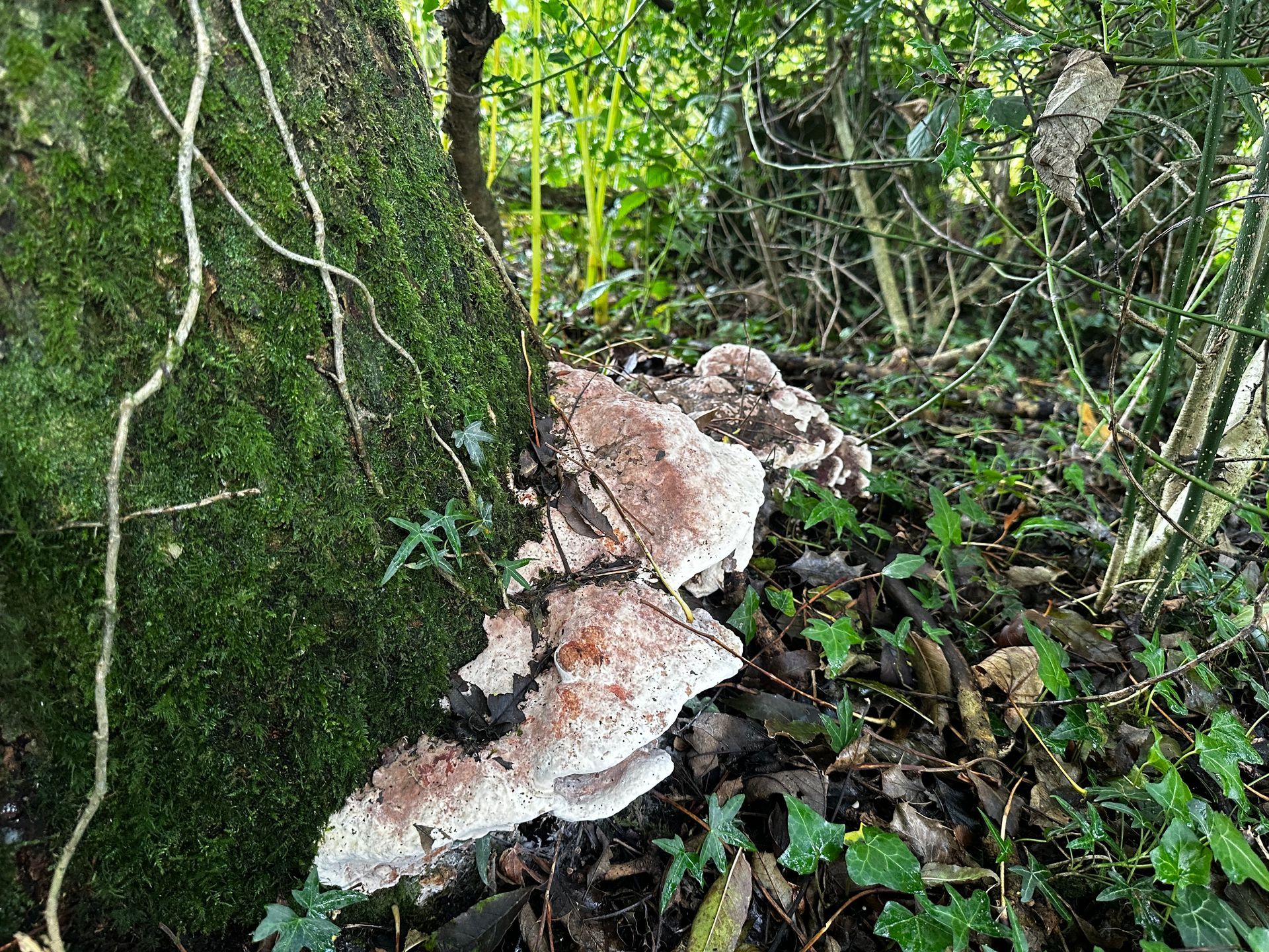 Signs of decay in trees | Urban Tree Management