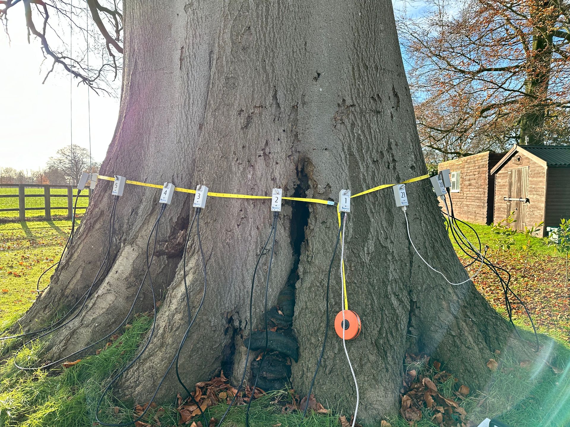 Tree decay detection with Sonic Tomography for private homeowner