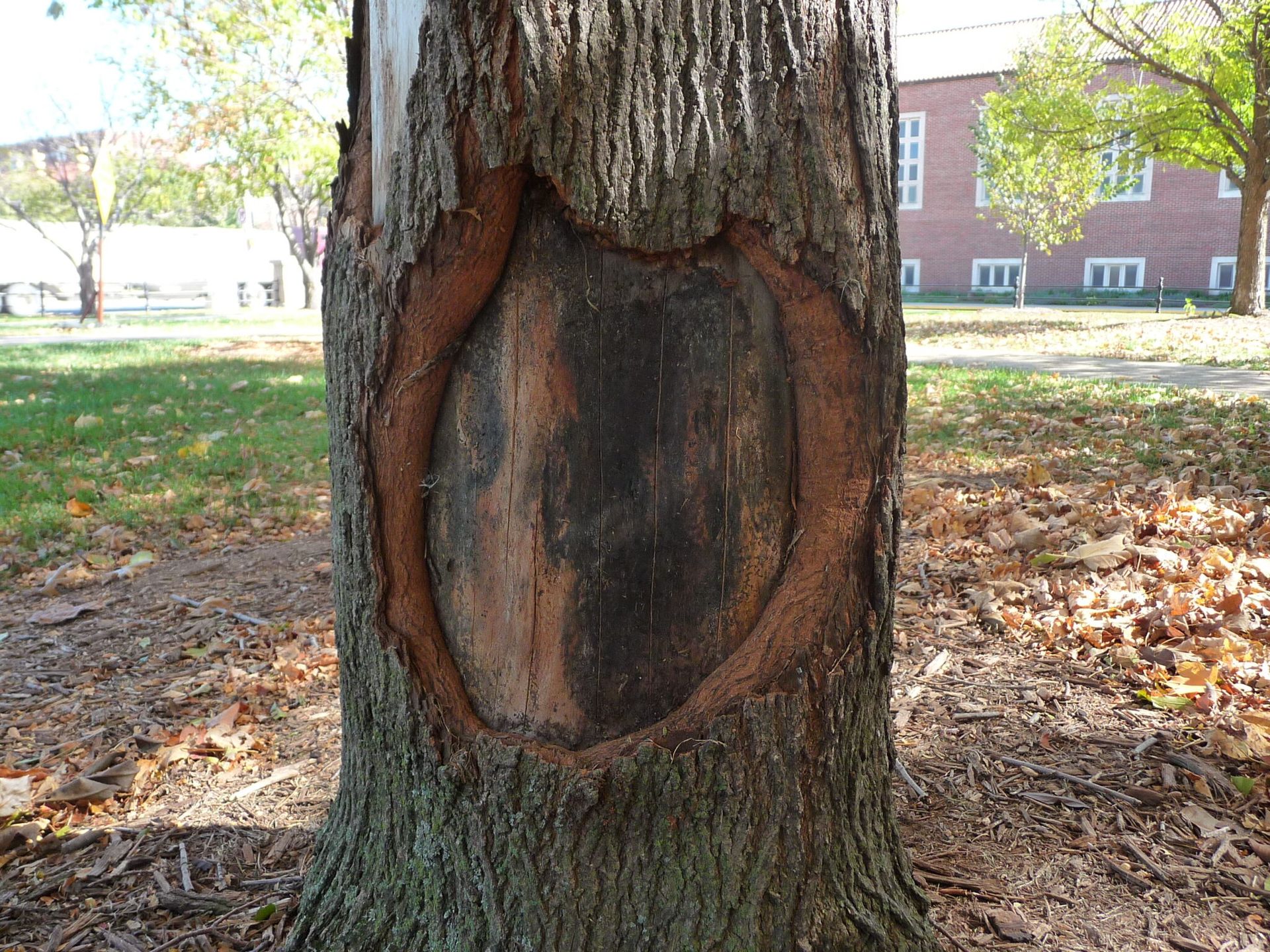 Defects & Decay in Trees — Guide | Urban Tree Management