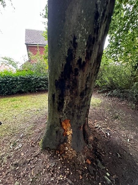 Signs of decay in trees | Urban Tree Management