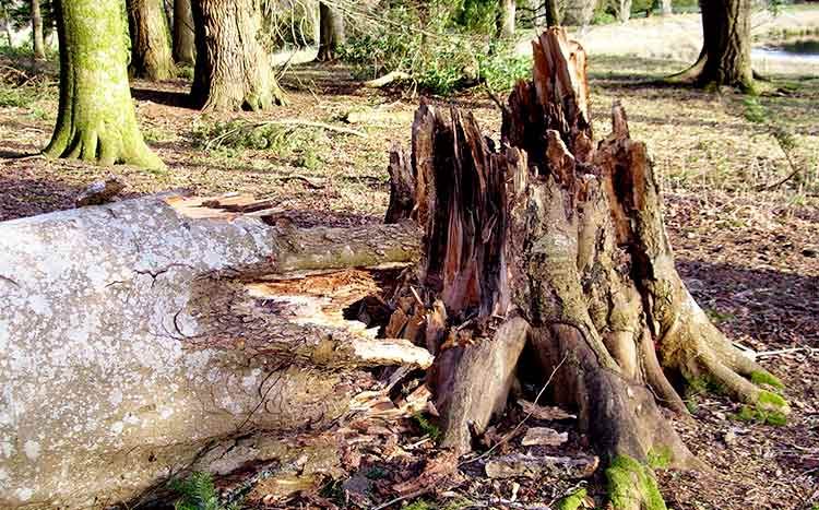 Signs of decay in trees | Urban Tree Management