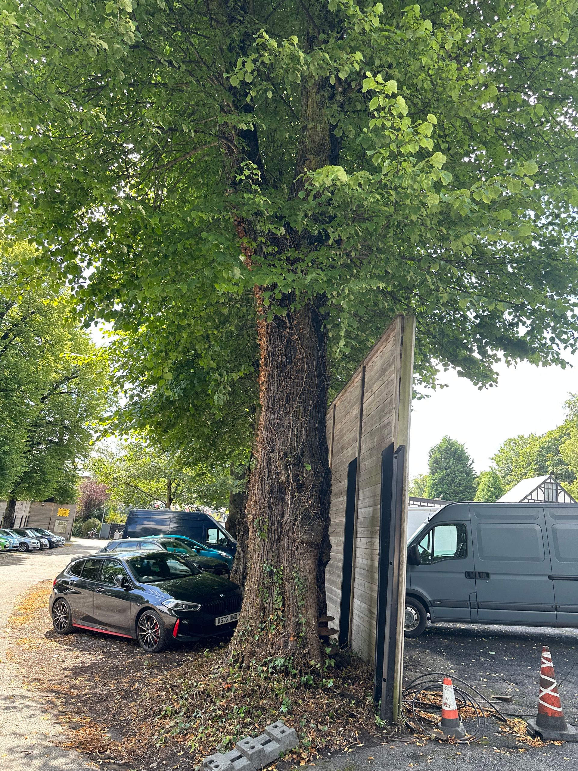 Tree Decay Detection | Advanced Tree Inspections