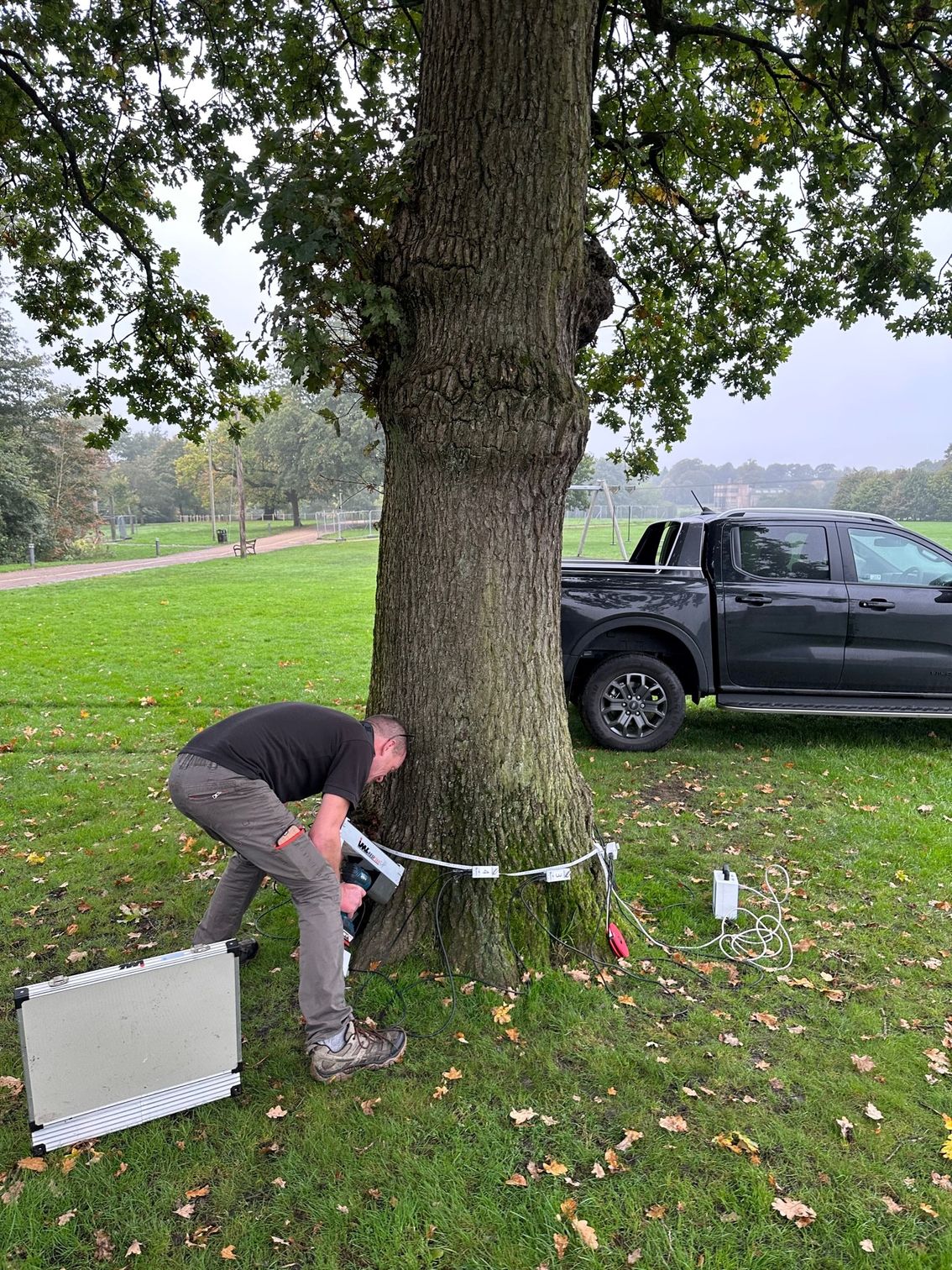 Tree Decay Detection | Advanced Tree Inspections