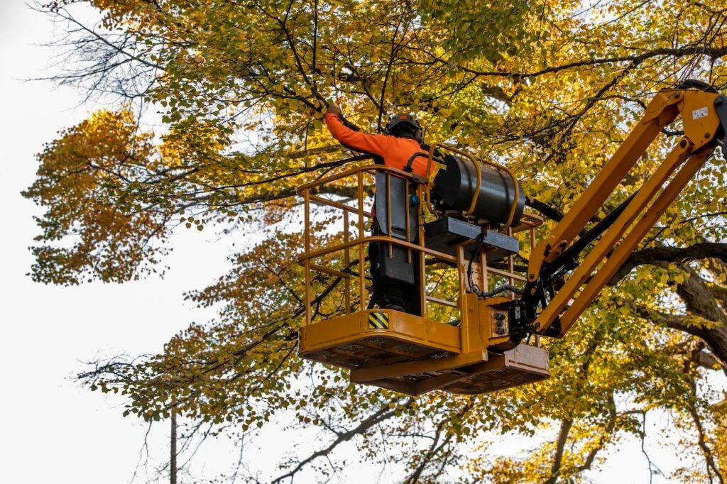 Arboricultural Impact Assessment | Urban Tree Management