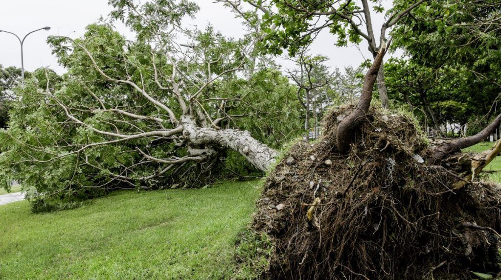 Signs of decay in trees | Urban Tree Management